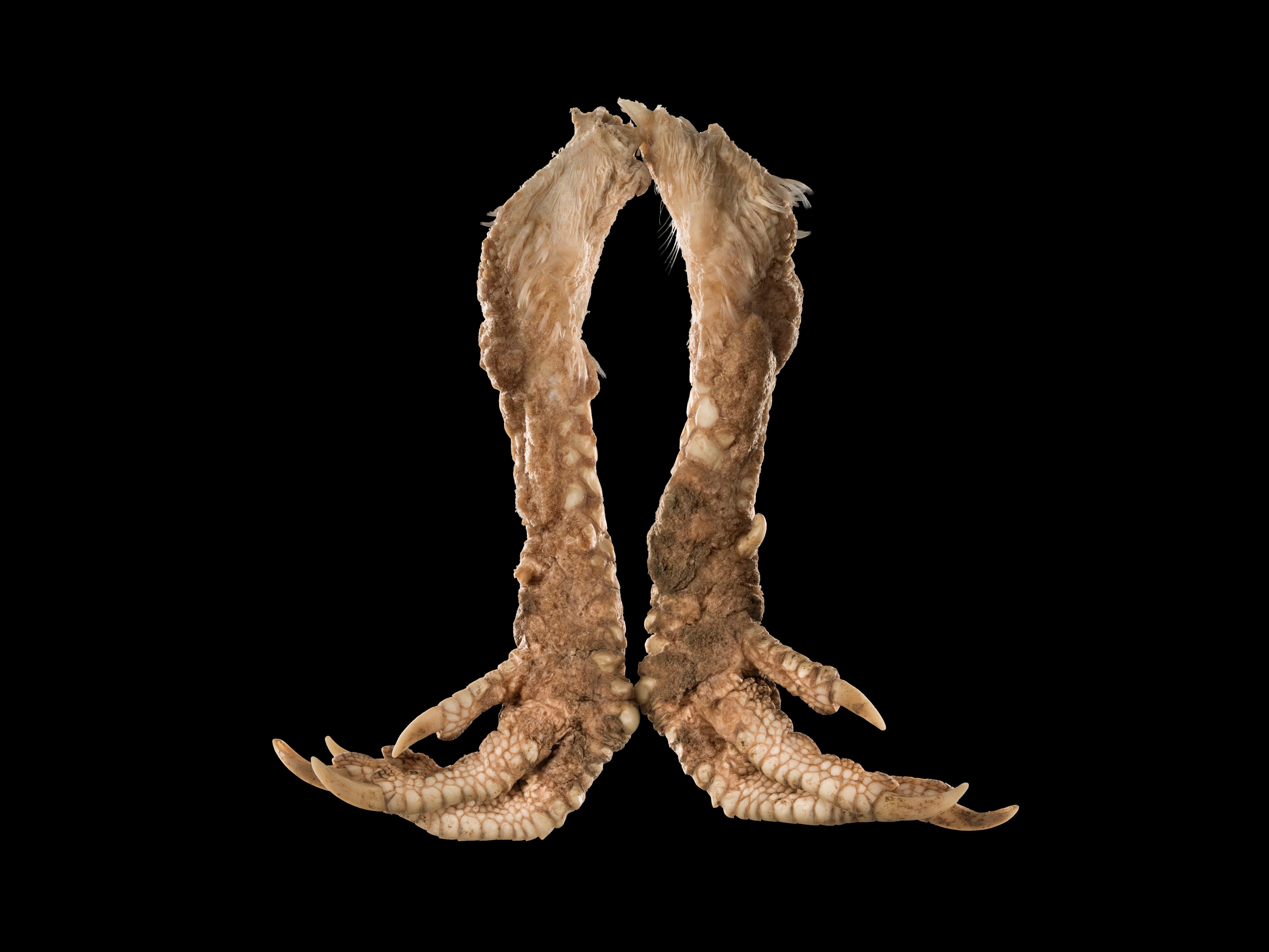 VMS1004 Integument and Alimentary Systems