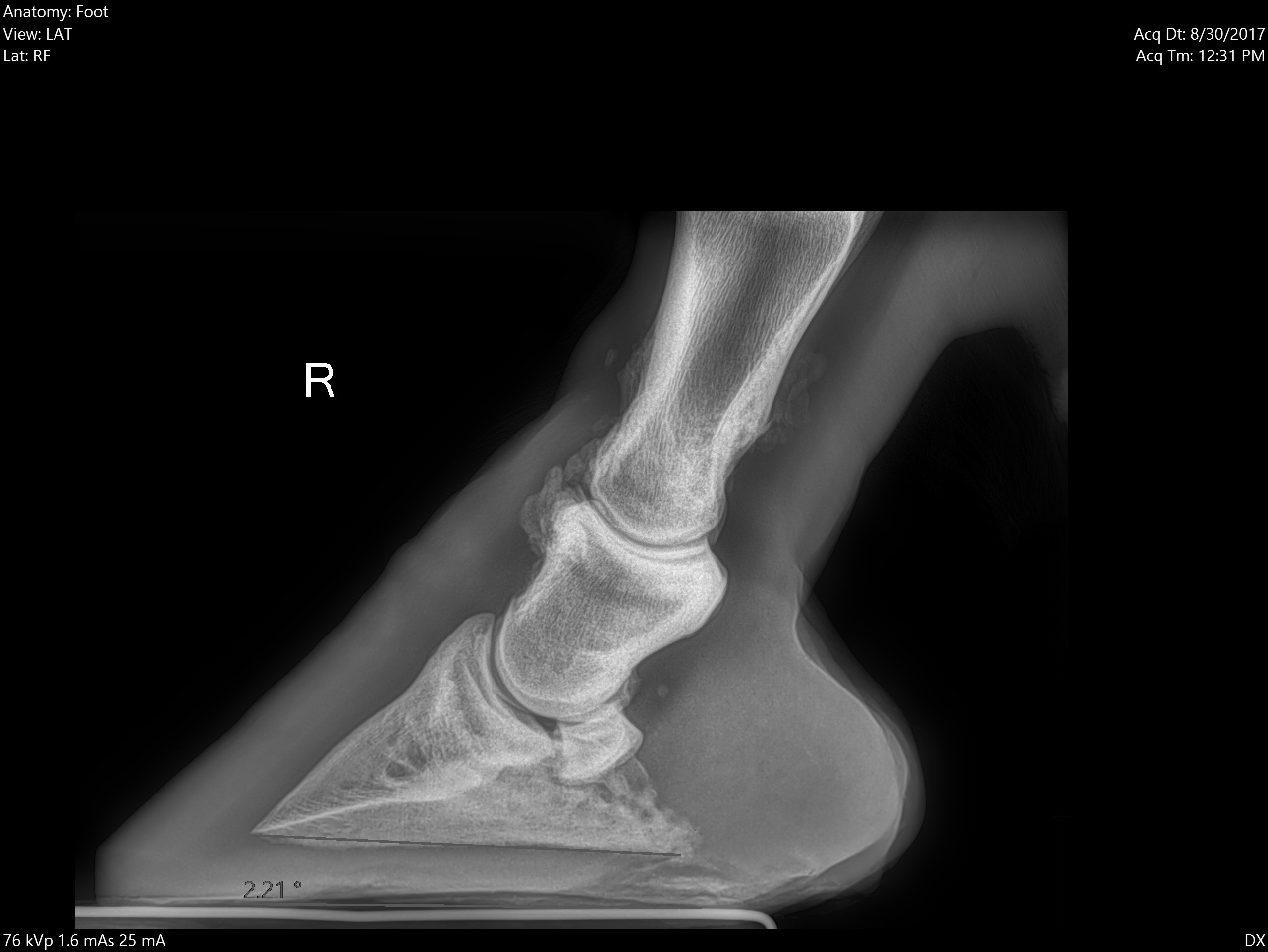 VMS4008 Equine MSK Imaging Workshop Preparation